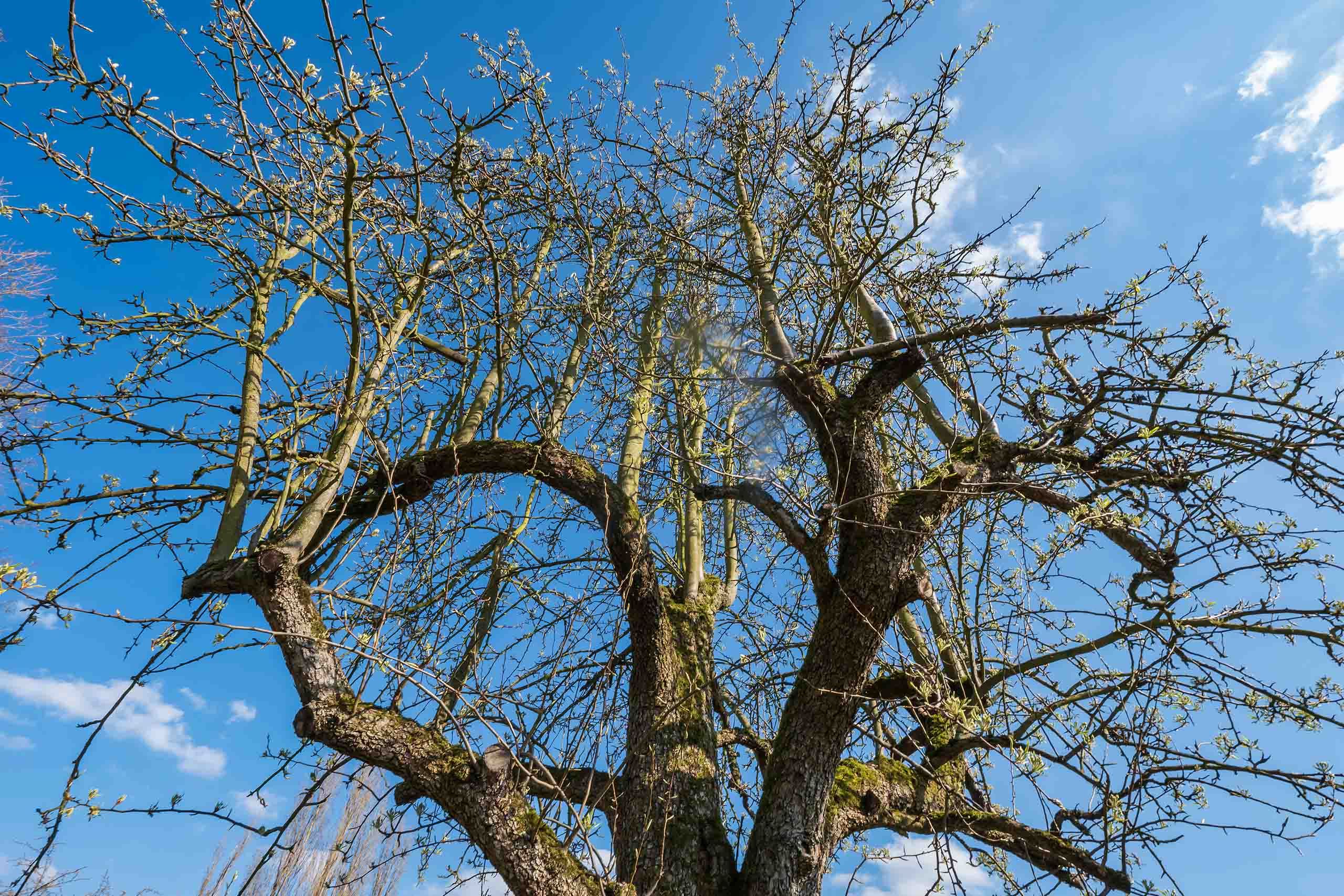 Beskära fruktträd – läs våra tips | Fiskars