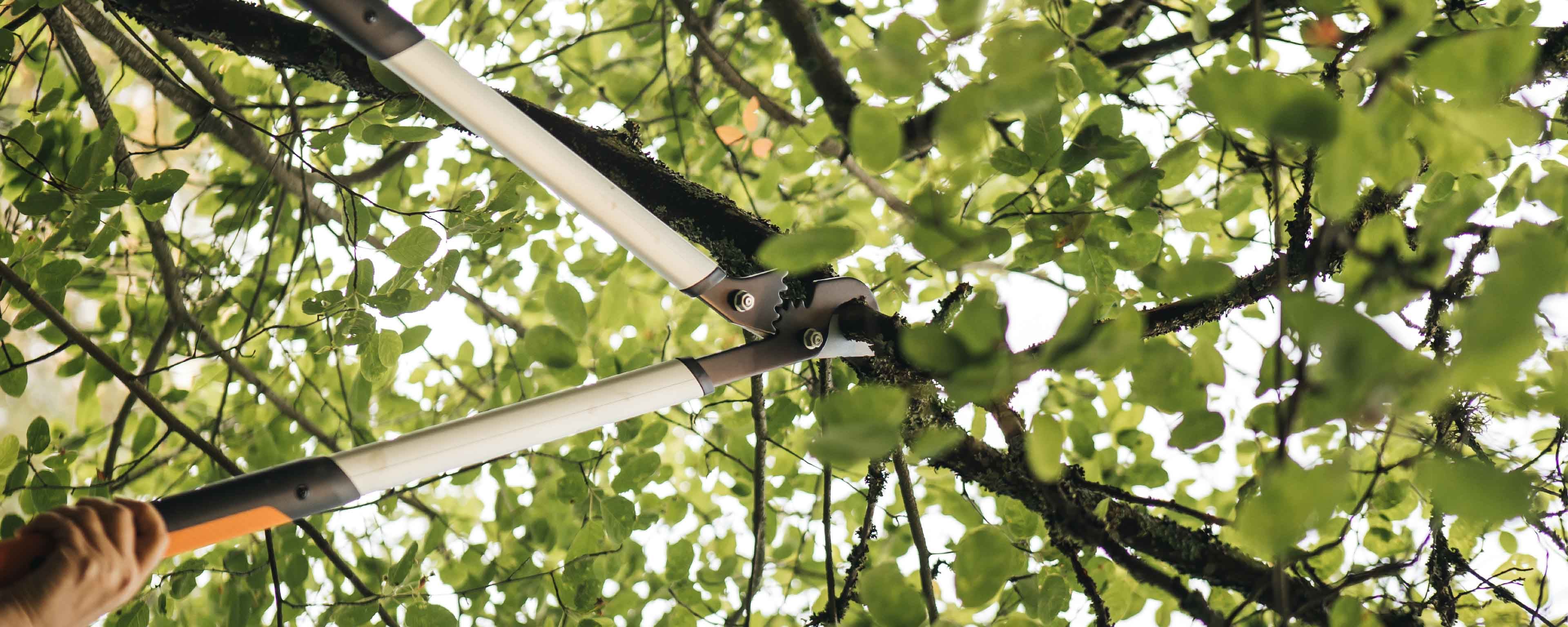 Astscheren | Fiskars