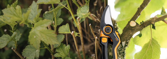 Watering – Fiskars Brand Site